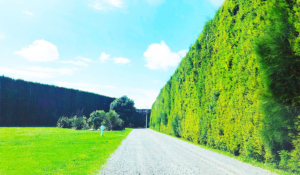 Limestone Driveway – Pros, Cons and Installation Guide